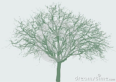 Wide Tree Vector Illustration | CartoonDealer.com #8415866