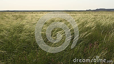 Wide View of Tall Grass Blowing in the Wind Stock Footage - Video of ...