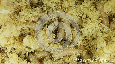 Wiggling maggots of fly stock video. Video of pest, animal - 115463169