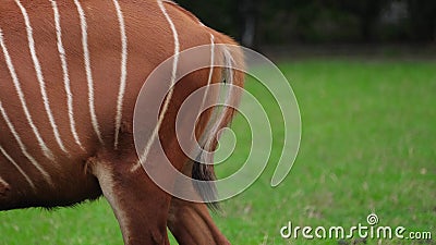 Wild Animal Wags Tail in Different Directions Stock Footage - Video of ...