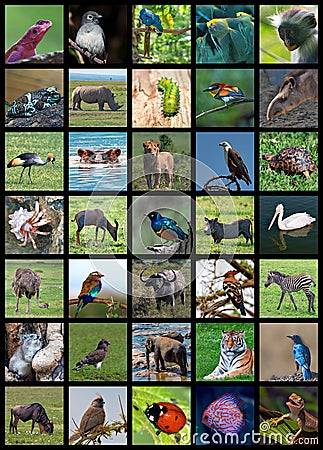 Collage Reptiles Amphibians Photos - Free & Royalty-Free Stock Photos ...