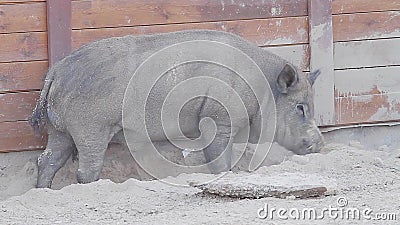 Gray boar in the zoo. stock video. Video of feeding - 132991483