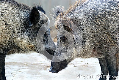 Wild Boar Couple Royalty Free Stock Photography - Image: 971427