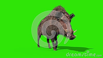 Wild Boar Green Screen Walk Cycle Side Loop 3D Rendering Animation ...