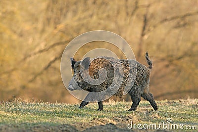 Wild Boar Royalty Free Stock Photo - Image: 34782115