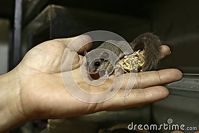 1,033 Dormouse Photos - Free & Royalty-Free Stock Photos from Dreamstime