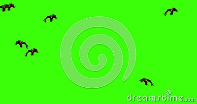 Wild Eagles Flying on Green Screen, Bald Eagle Crowd Flying on the ...