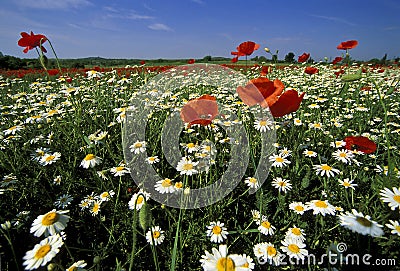 Wild Flower Field Stock Photo - Image: 456240