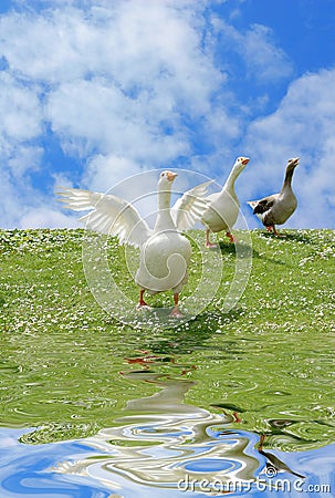Wild Goose Chase Stock Photo - Image: 2494240