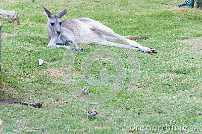 Wild Grey Kangaroo Resting Kangaroo Lies On Vacation Royalty-Free Stock ...