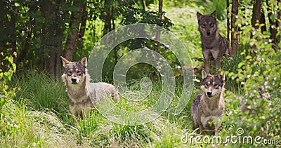 Wolves Walking Far Away On Snowy Landscape Stock Footage - Video of ...