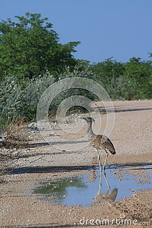 Wild Kori Bustard Bird Royalty Free Stock Images - Image: 16838059