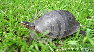 Wild Malaysian Box Turtle Walking on the Green Grass Stock Footage ...