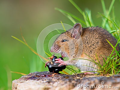 Wild Mouse Eating Raspberry Royalty Free Stock Photos - Image: 22729188