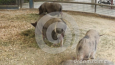 Wild Pig in a Puddle at Singapore Zoo Stock Video - Video of portrait ...