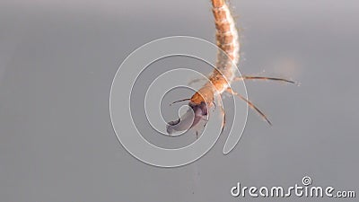 Predatory diving beetles stock video. Video of details - 179094563