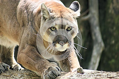1,038 Puma Zoo Photos - Free & Royalty-Free Stock Photos from Dreamstime