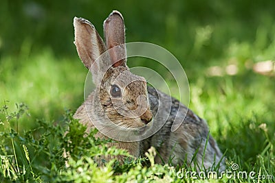 Wild Rabbit Stock Photography - Image: 10157152