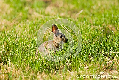 Wild Rabbit - Stock Image - Everypixel
