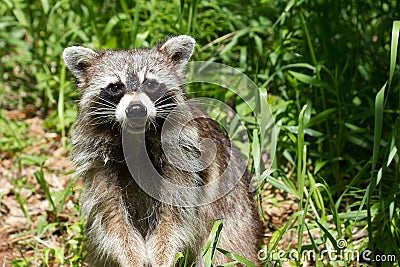 Wild Racoon. Stock Photo - Image: 55861696