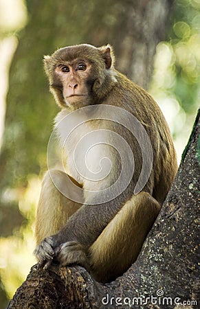 Wild Rhesus Monkey Stock Photos - Image: 13723333