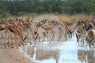 Wild Springbok Drinking Royalty Free Stock Images - Image: 14301199