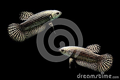 Wild Type Betta Fish Alien Copper On Black Background Royalty-Free ...