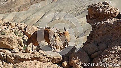 Wilde Tiere in Der Wüste in Israel Stock Footage - Video von frech ...