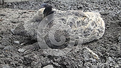 Wilder Eber, Der Auf Schlamm Sitzt Stock Video - Video von sitting ...