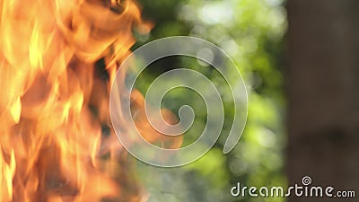 Wildfire Concept. Fire Burning with Green Trees in Background. Stock ...