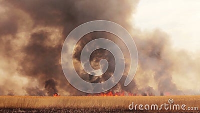 Wildfire in the fields stock video. Video of sunny, trees - 44375511
