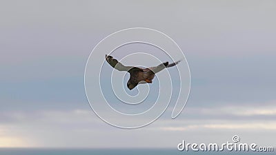 Wildlife Footage of a Buzzard Hovering in the Sky Hunting Above the ...
