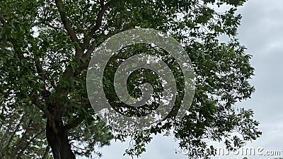 Wind Blowing Trees stock video. Video of branches, leaves - 216567729