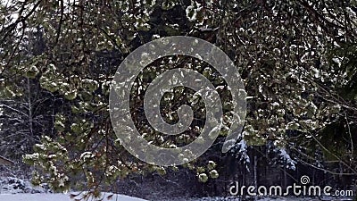 Wind Blowing through Forest Trees Shaking Snow from Branches Stock ...