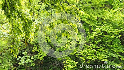 Wind Blowing Vibrant Leaves. Branches of Trees are Heard in the Wind ...