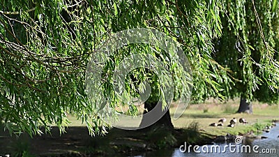 Wind Blowing the Weeping Willow Tree Stock Footage - Video of scenery ...