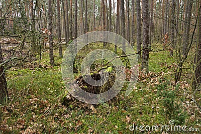 The Wind Broke The Tree. Roots And Trunk Of An Overturned Tree Stock ...