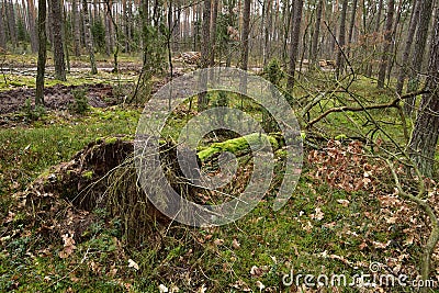 The Wind Broke The Tree. Roots And Trunk Of An Overturned Tree Royalty ...