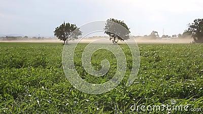 Wind Effect On The Vegetation: Plants And Leaves Shaking Stock Video ...