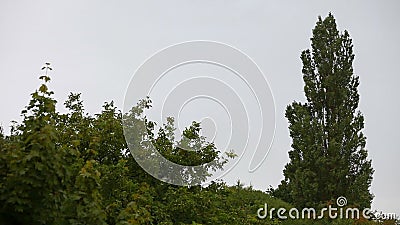 Wind Shakes Branches of Trees Stock Footage - Video of clouds, strong ...