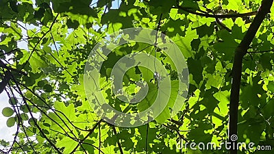 Wind in the Trees with Rustling Green Leaves in Spring Stock Video ...