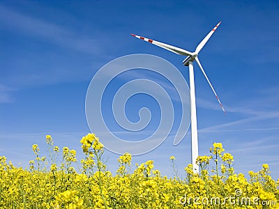Windmill In Yellow Field Royalty Free Stock Image - Image: 5165376