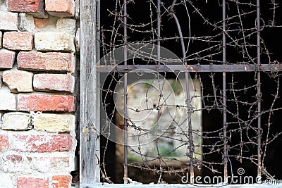 Window With Barb Wire Royalty-Free Stock Photography | CartoonDealer ...