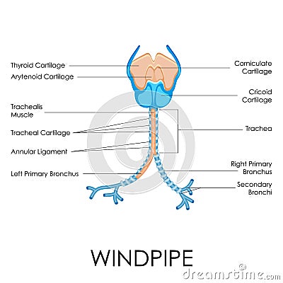 Windpipe Stock Vector - Image: 39773520