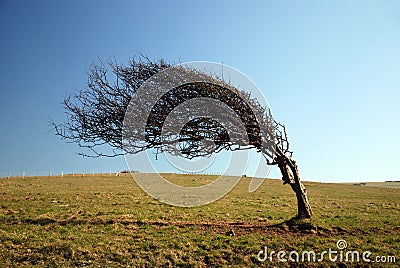 Windswept Tree Royalty Free Stock Photos - Image: 7678678