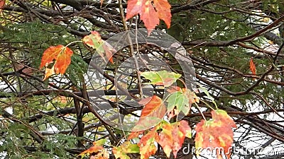 Windy Day, Blowing Red, Orange & Yellow Colorful Maple Tree Leaves ...