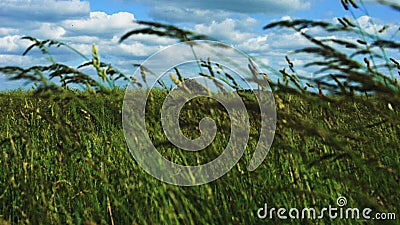 Windy field stock video. Video of grass, nature, windy - 73194013