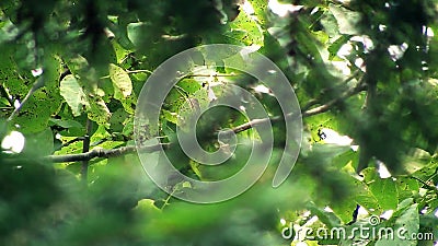 Windy Forest Background stock video. Video of time, forest - 49568209