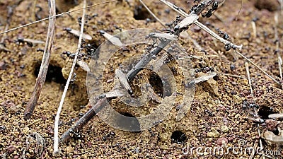 Winged Ants Leaving Their Anthill To Create a New Colony Stock Footage ...