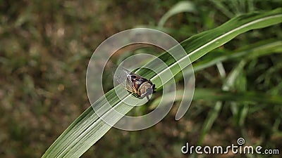 Winged Insect Resting on Blade of Grass Western TN Stock Footage ...